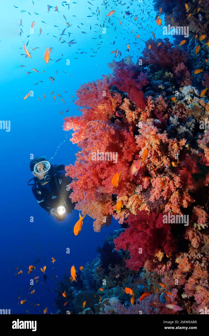 Diver on coral reef wall looking at multicoloured klunzinger's soft ...