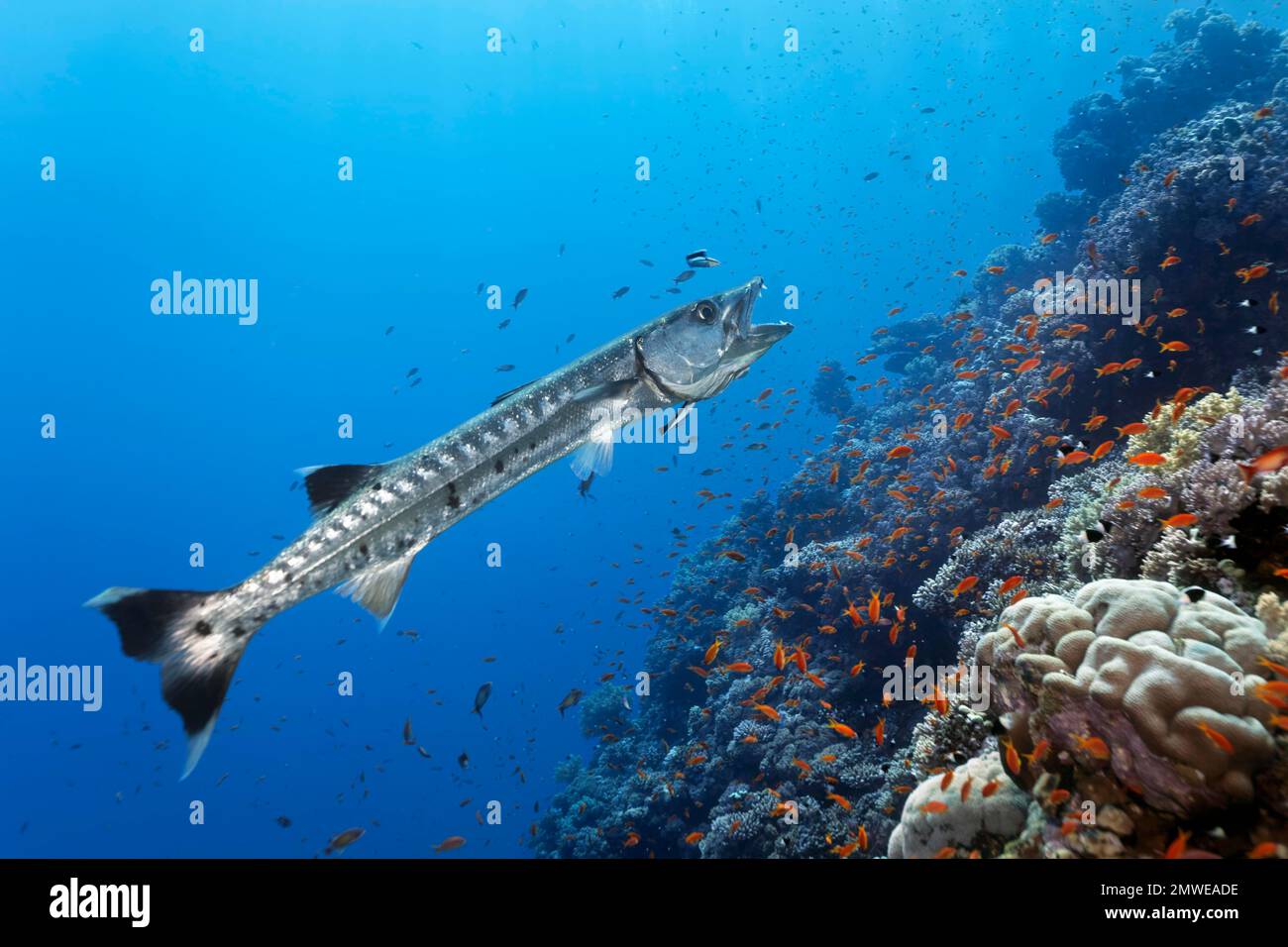 Blackfin barracuda (Sphyraena qenie) in cleaning station with ...