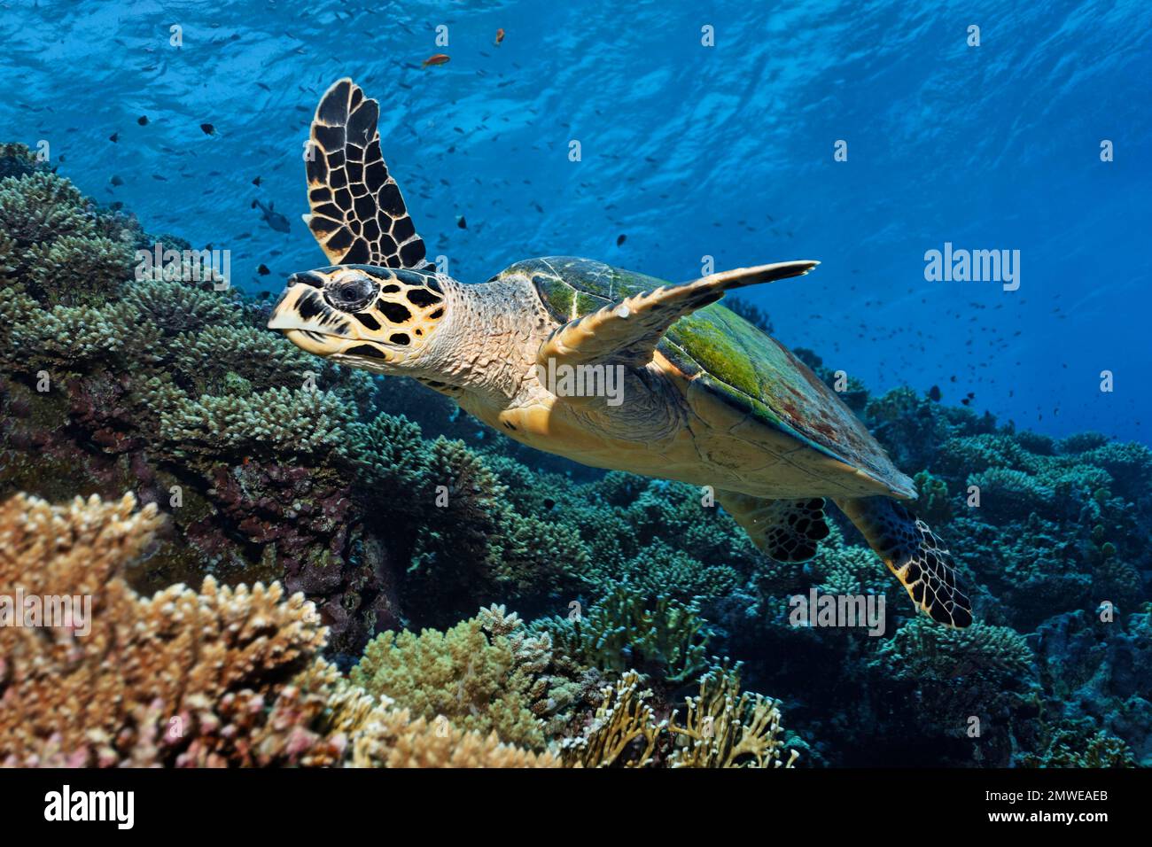 Hawksbill sea turtle (Eretmochelys imbricata) swimming over coral reef ...