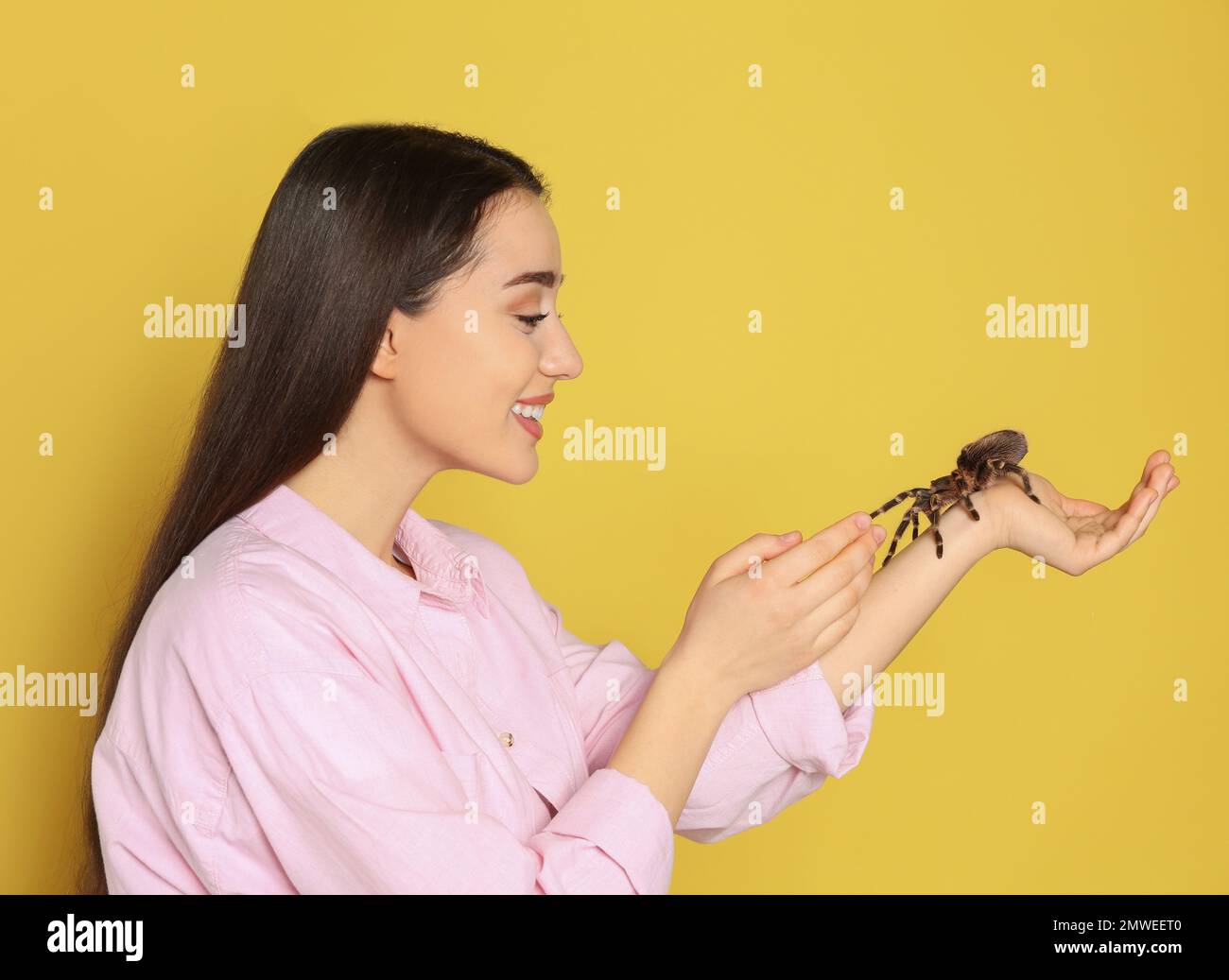 Woman holding striped knee tarantula on yellow background. Exotic pet ...