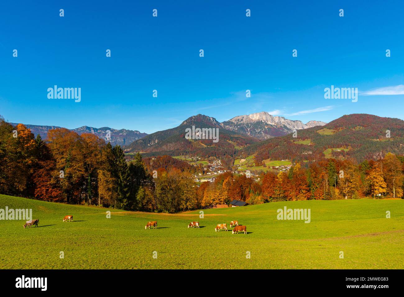 Alpine pasture and cows in autumn and Alpine panorama, Berchtesgaden ...