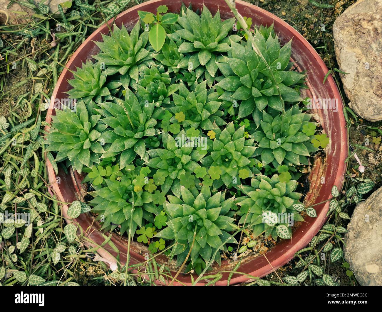 A top view shot of green Haworthia scaphoid plant in a pot Stock Photo ...