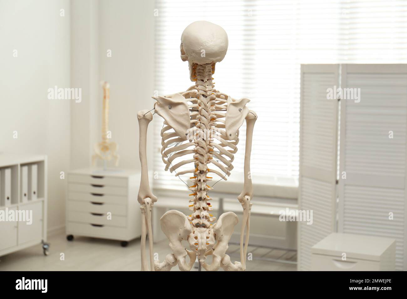 Vertebral column in skeleton body hi-res stock photography and images ...