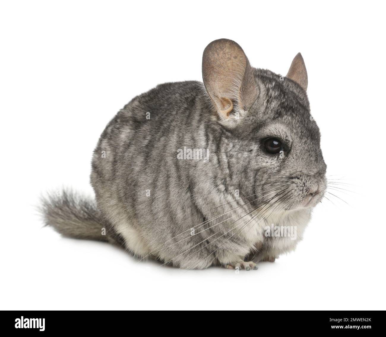 Cute funny grey chinchilla isolated on white Stock Photo - Alamy