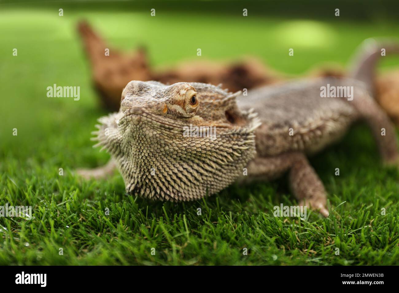 Bearded lizard (Pogona barbata) on green grass, closeup. Exotic pet ...
