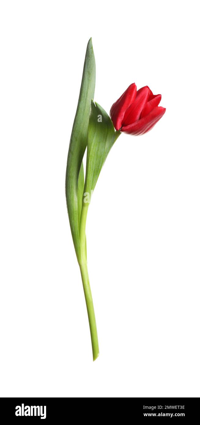 Tender thank you hi-res stock photography and images - Alamy