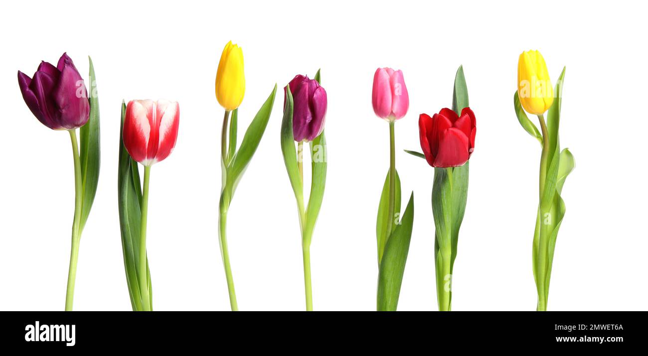 Beautiful bright spring tulips on white background Stock Photo - Alamy