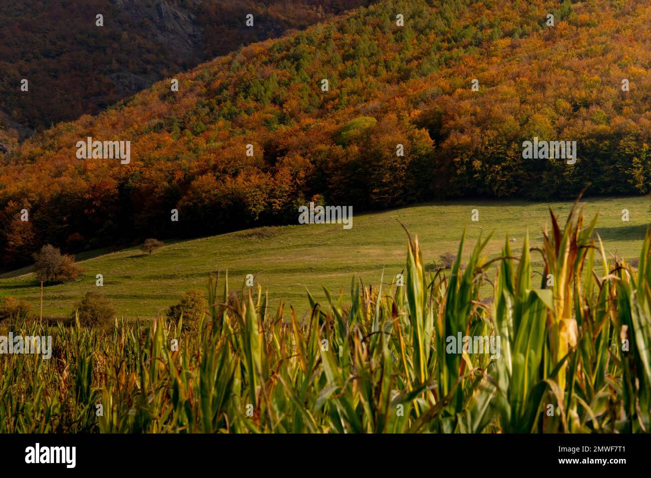 The yellow trees in the green field during the colorful autumn season ...