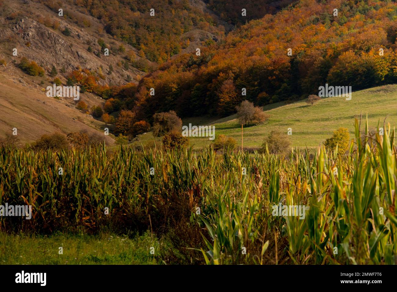 The yellow trees in the green field during the colorful autumn season ...
