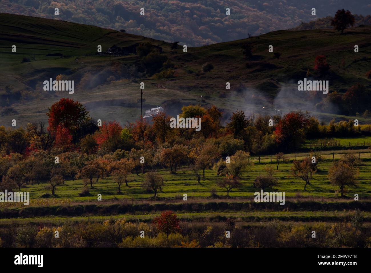 The yellow trees in the green field during the colorful autumn season ...