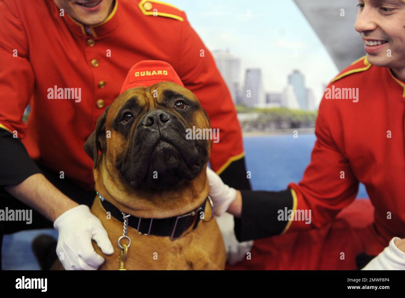 IMAGE DISTRIBUTED FOR CUNARD - Lorenzo, a Bullmastiff, stops by Cunard ...