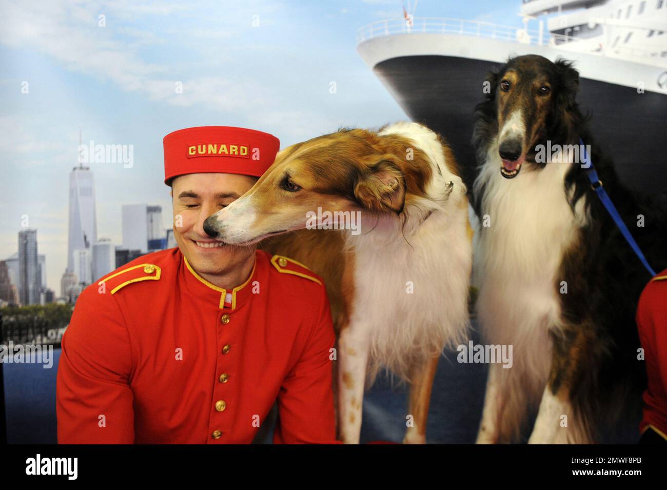 IMAGE DISTRIBUTED FOR CUNARD - A Borzoi shows his love to a Cunard ...