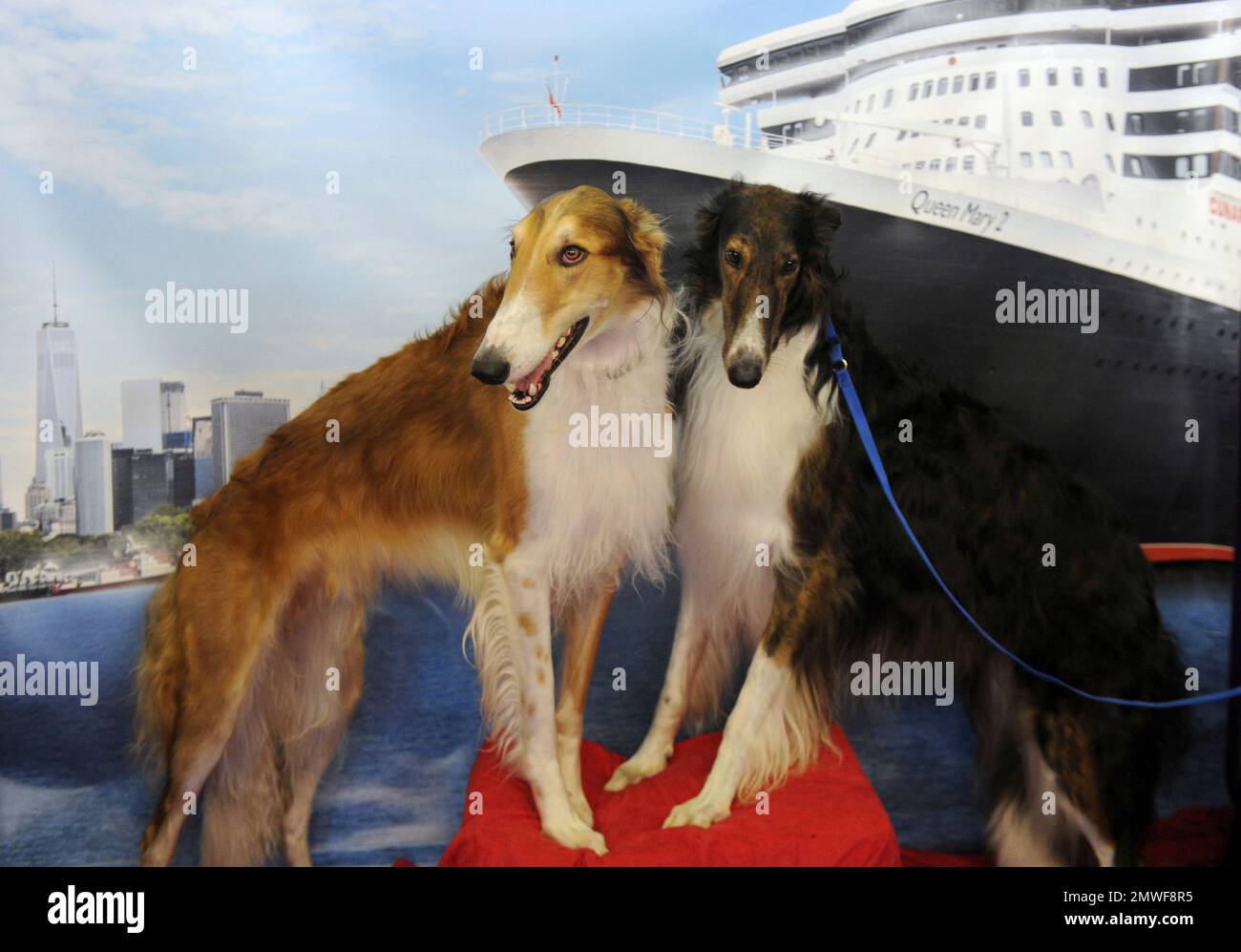 IMAGE DISTRIBUTED FOR CUNARD - A pair of Borzois stop by Cunard's photo ...