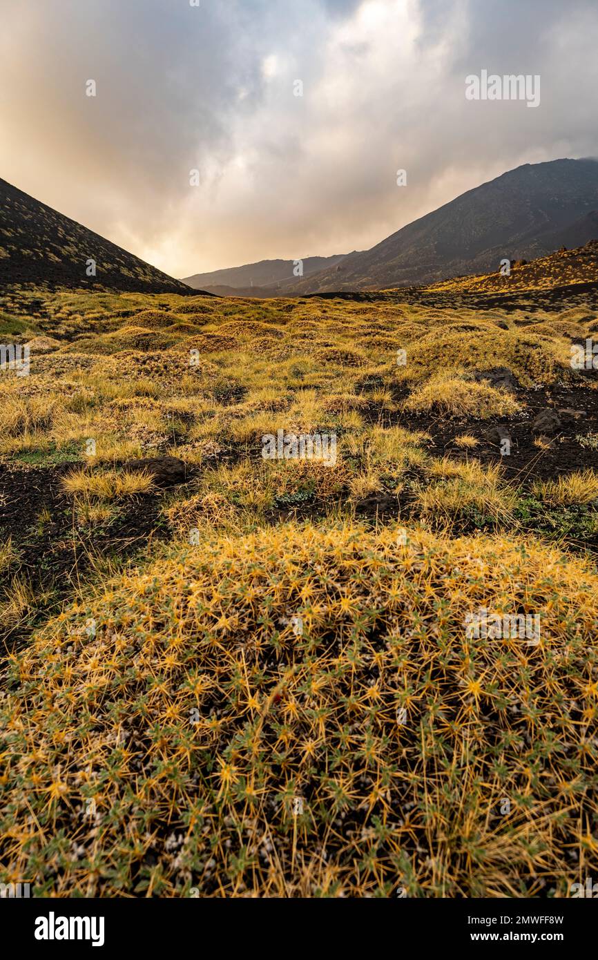 A vertical shot of spiky plants covering the landscape with hills and ...