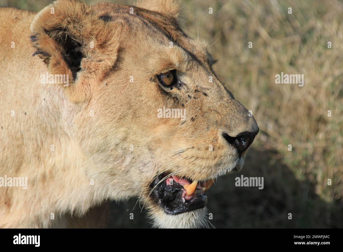 Panting lion hi-res stock photography and images - Alamy