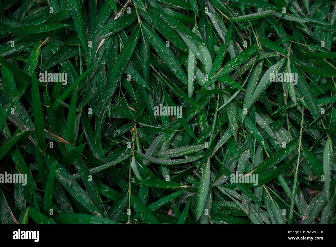 A green bush with droplets of water Stock Photo - Alamy