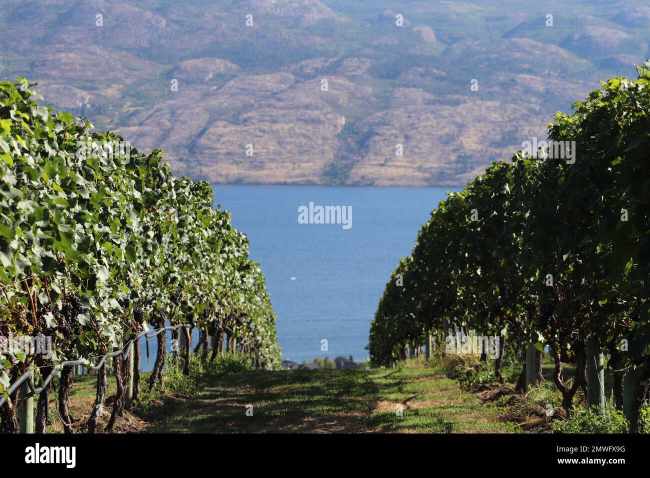 a farm near a lake and hills Stock Photo - Alamy