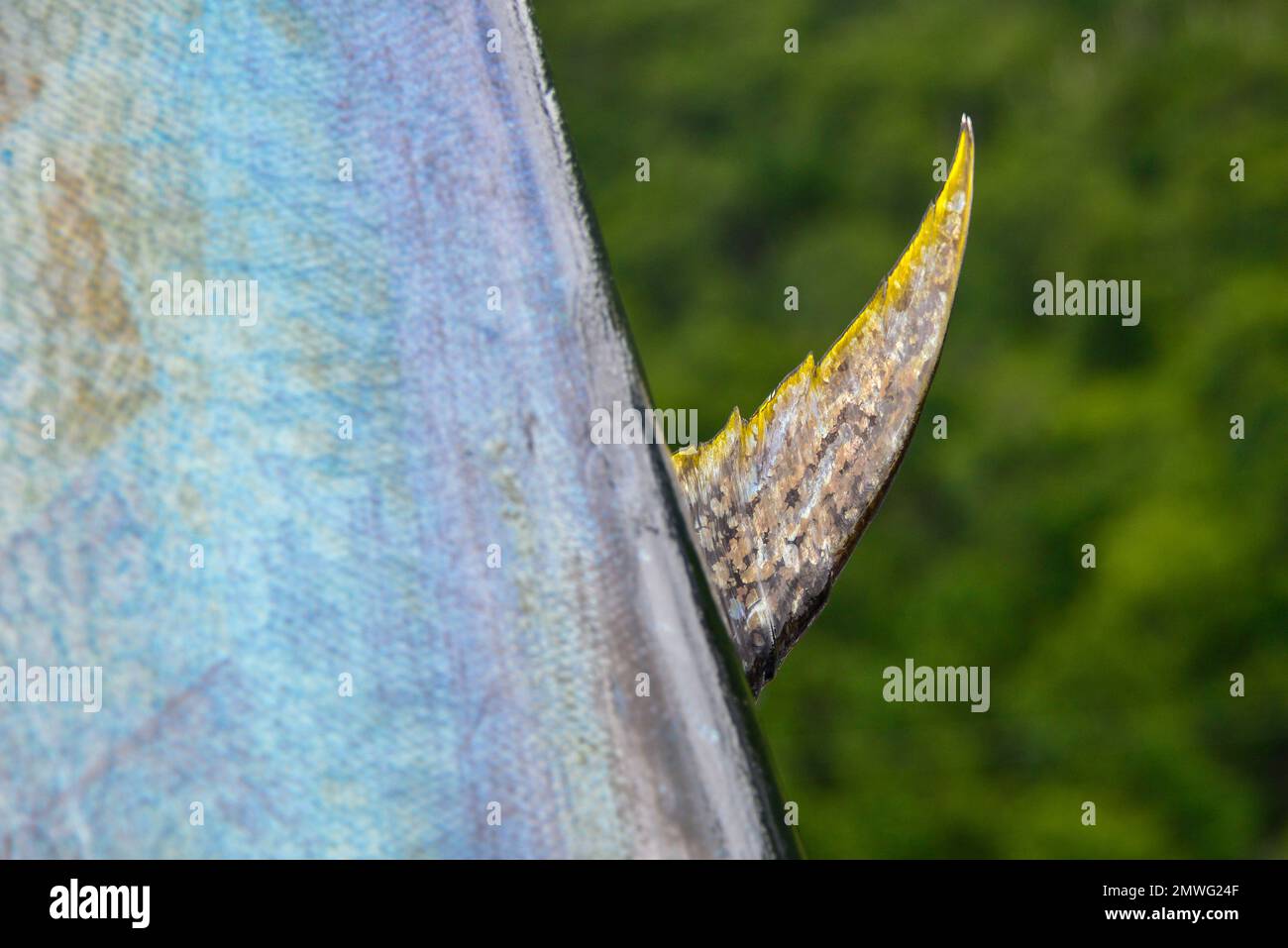 A large Atlantic bluefin tuna, a common tunny, hangs in a fish market ...