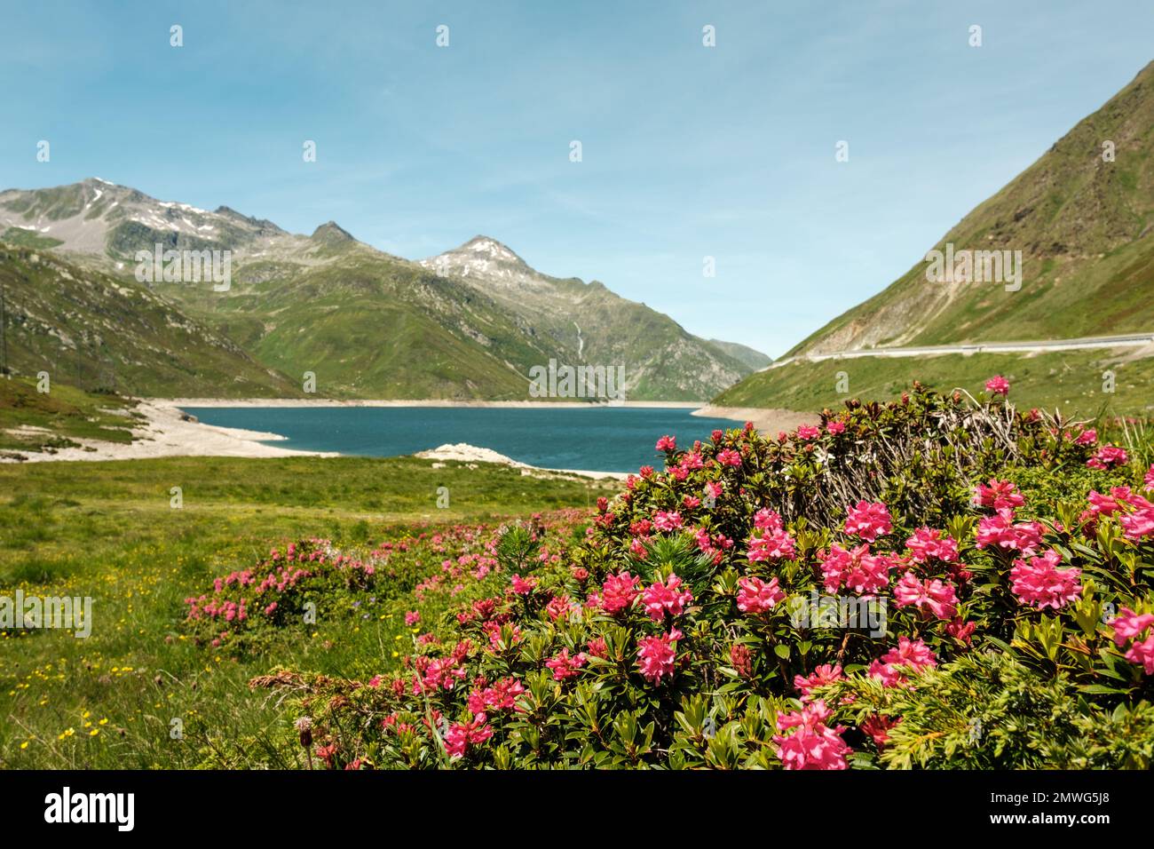 A beautiful view of a small pond in the middle of a verdurous field in ...