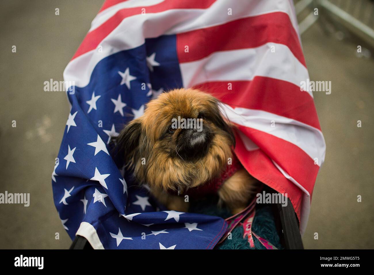 A Trump supporter's dog covered on an American flag stands on a ...