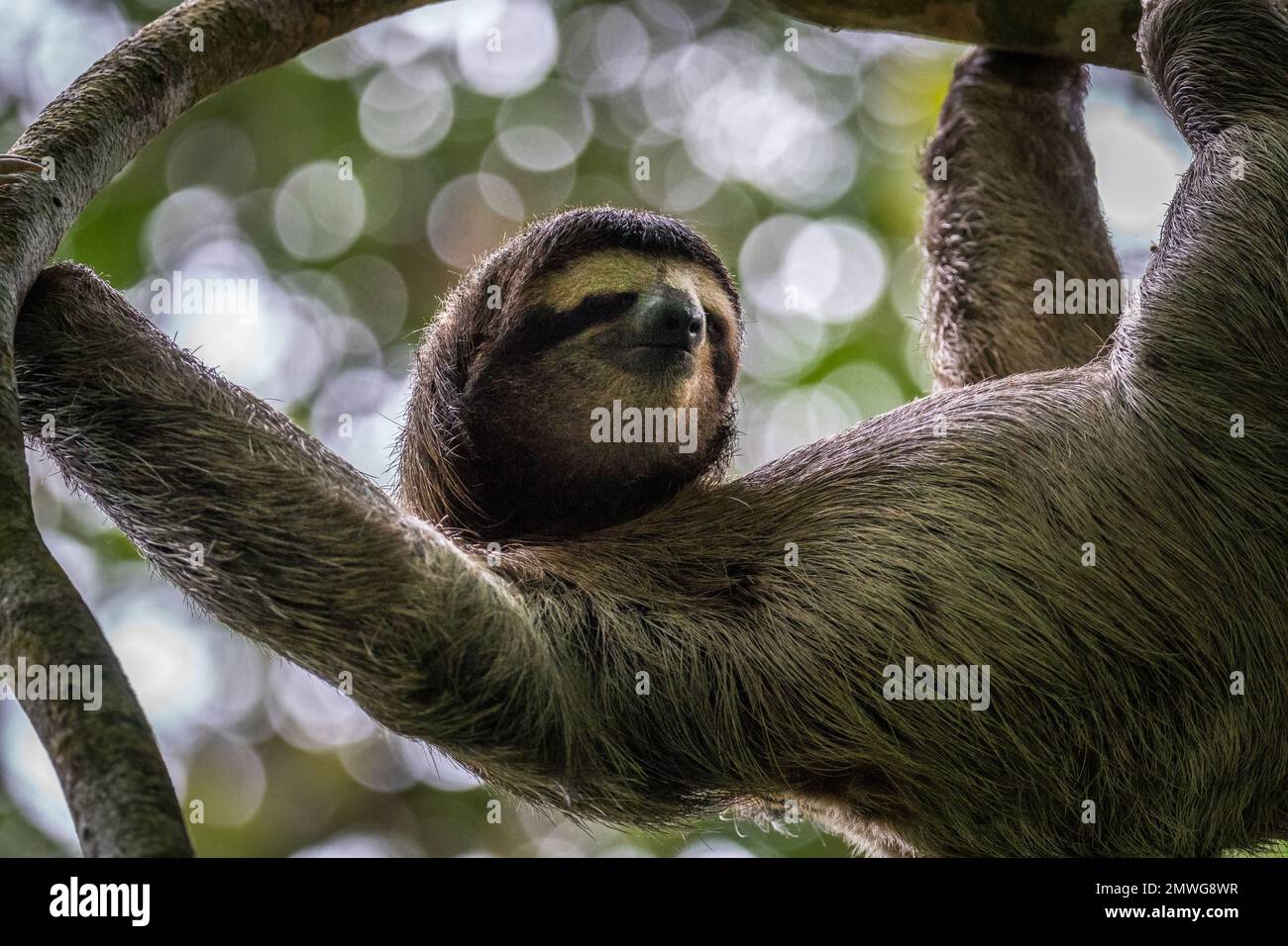 A close up of a Sloth (Folivora) hanging from a tree branch isolated on ...