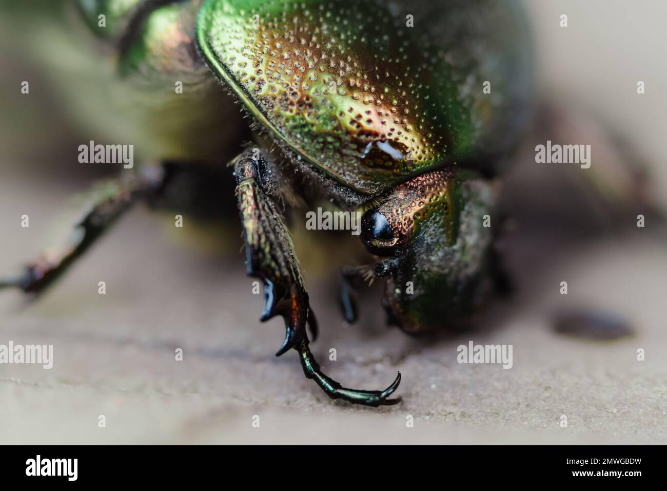 Pachnoda hi-res stock photography and images - Alamy