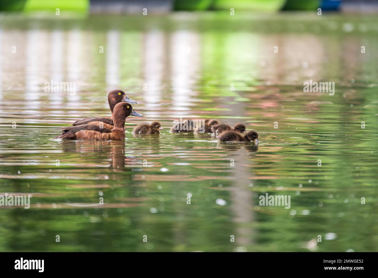 Tufted duck Family swims with their ducklings in green lake water. A ...