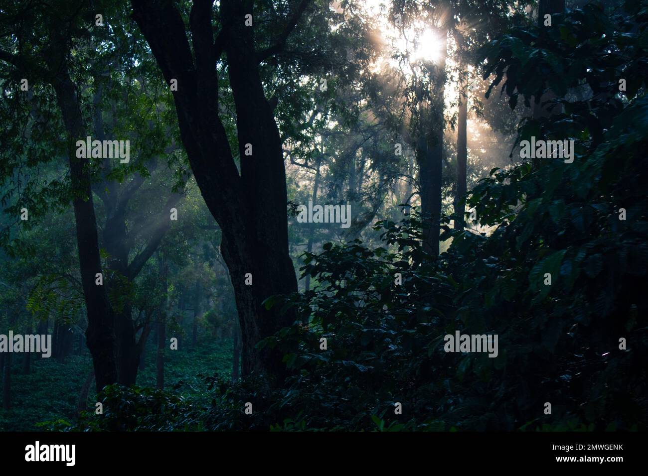 A beautiful scenery of sunlight behind trees in a green bright forest ...