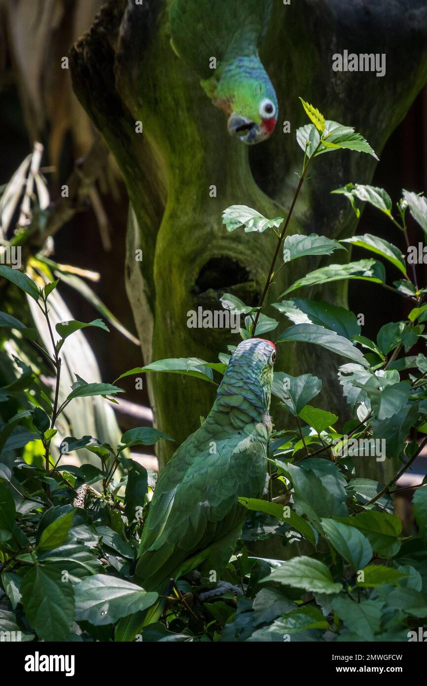 The beautiful Red-lored amazon (Amazona autumnalis) parrots in a ...