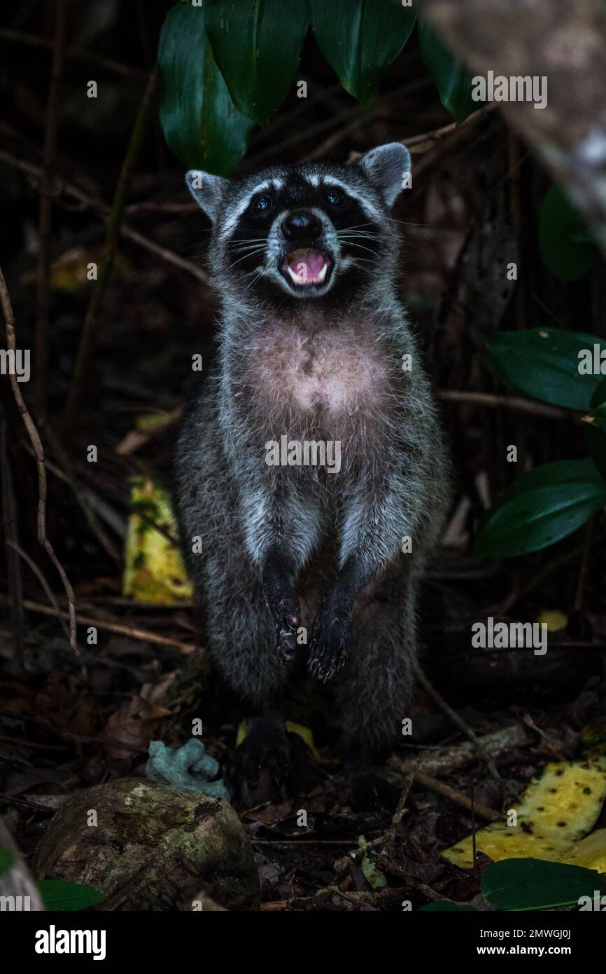 A raccoon (Procyon lotor) standing on its hind legs to scare away ...