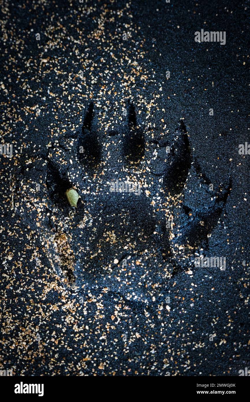 A top view of an animal paw print in the mud covered in fallen leaves Stock Photo - Alamy