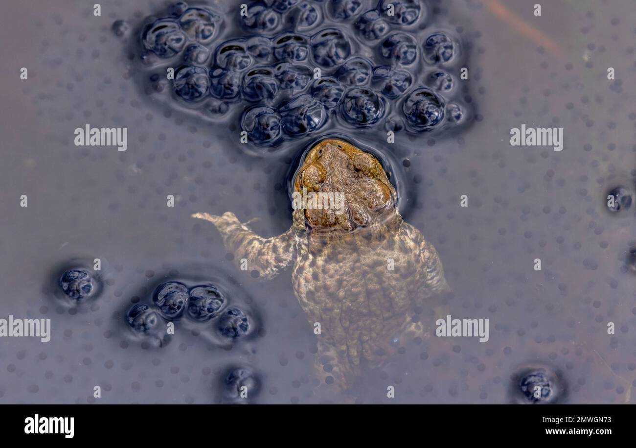 Common toad in breeding pond Stock Photo - Alamy