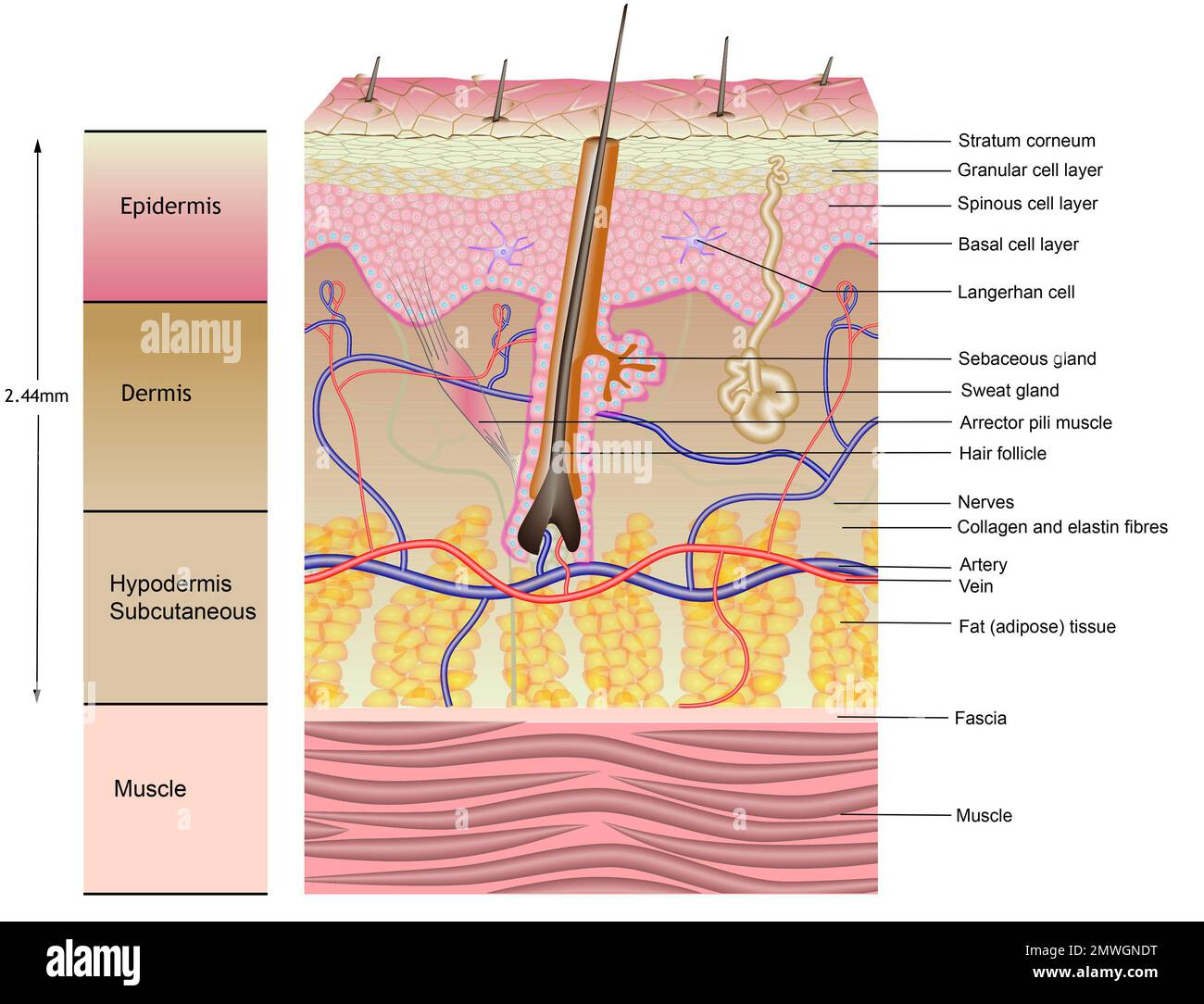 Skin anatomy, illustration Stock Photo - Alamy