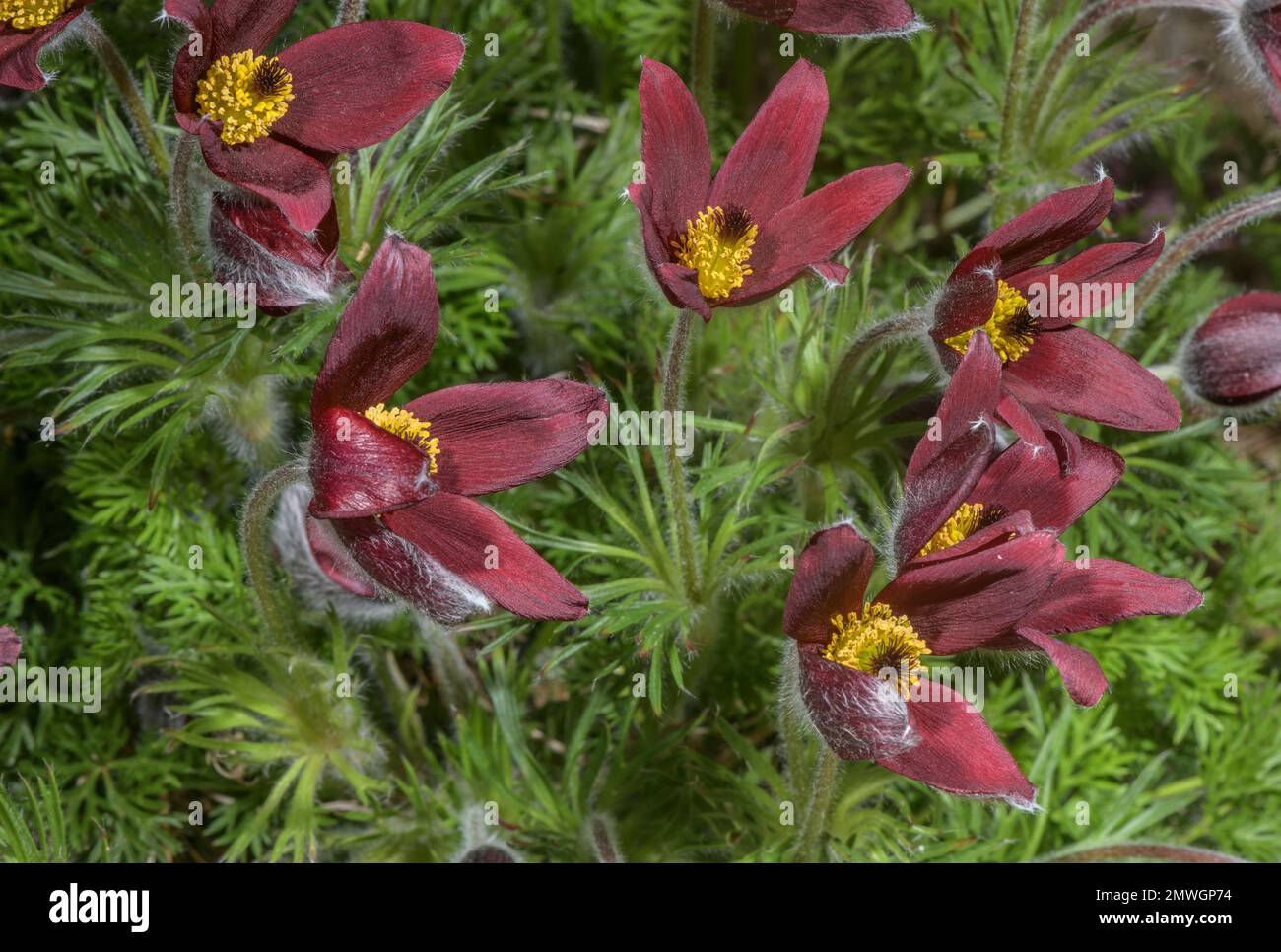 Red pasque flower (Pulsatilla rubra Stock Photo - Alamy