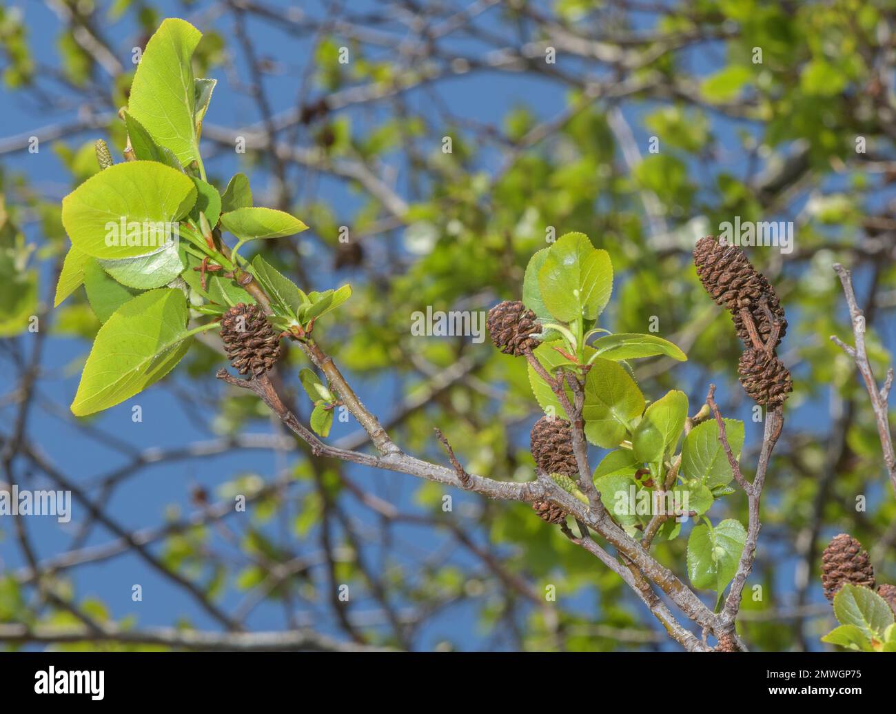 Italian alder (Alnus cordata) cones and spring leaves Stock Photo - Alamy
