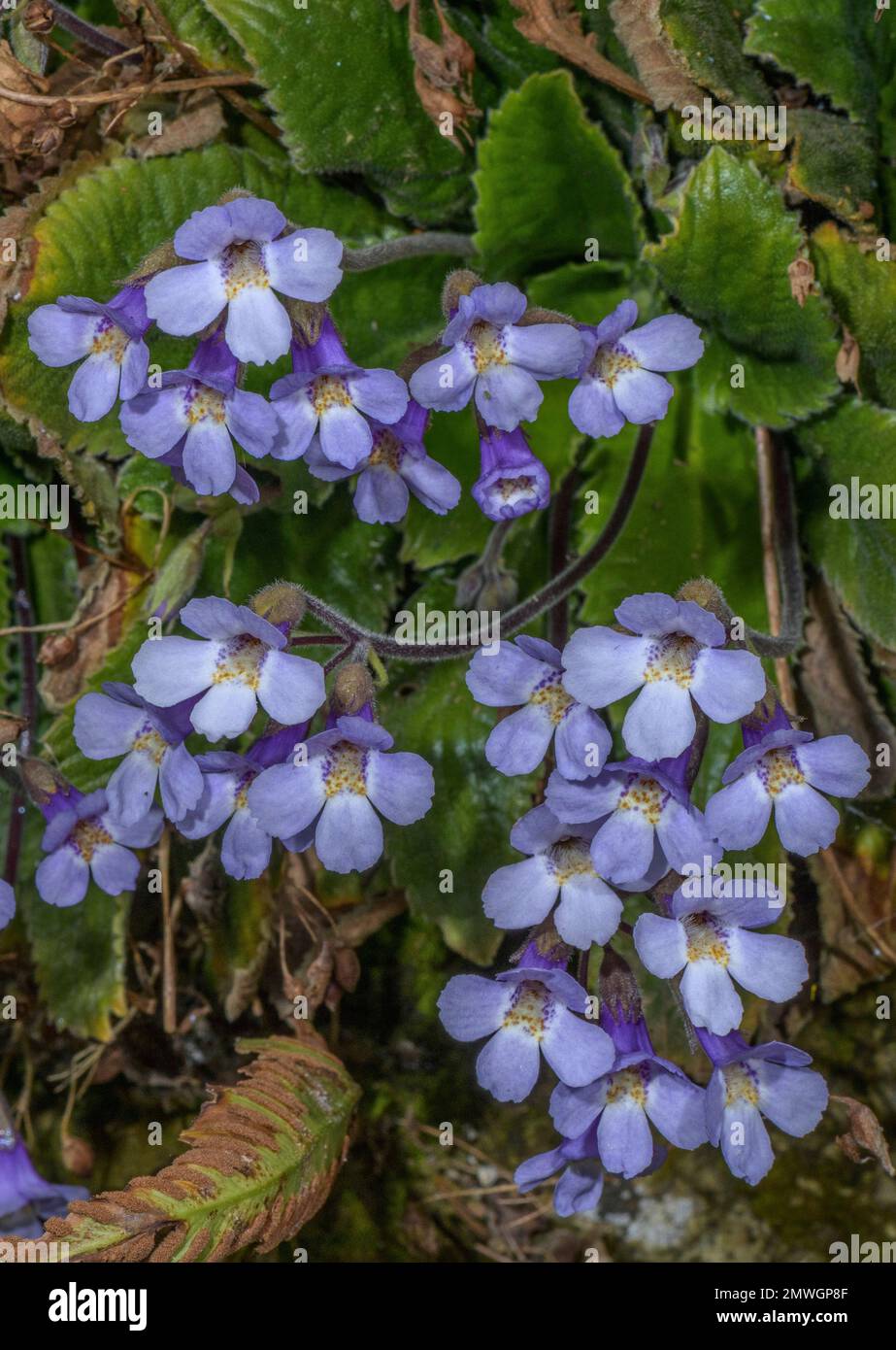 Orpheus flower (Haberlea rhodopensis) in flower Stock Photo - Alamy