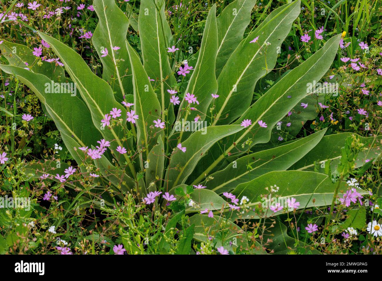 Mediterranean crane's-bill (Geranium brutium) in flower Stock Photo - Alamy