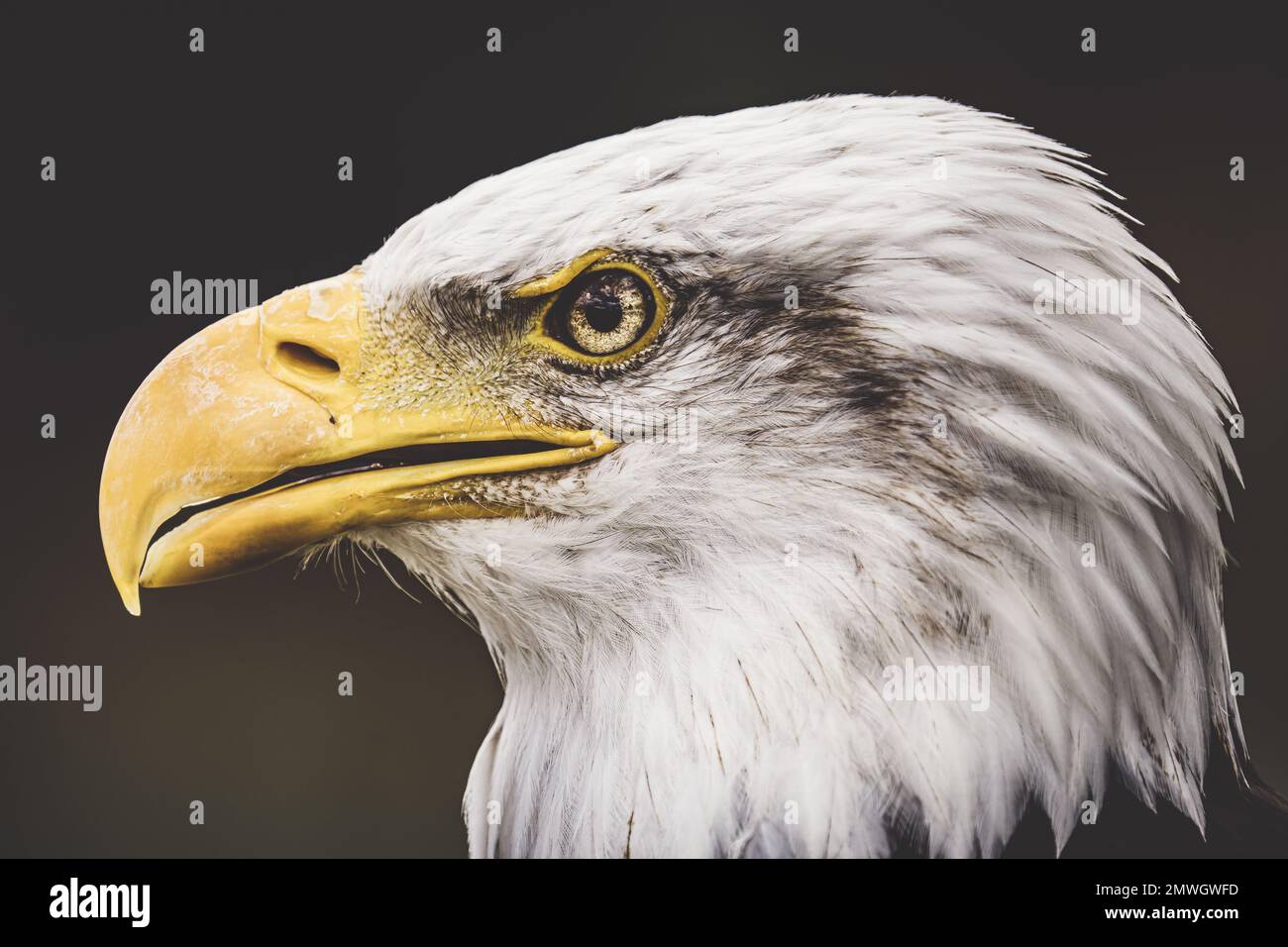 A portrait of the face of a Bald eagle Stock Photo - Alamy