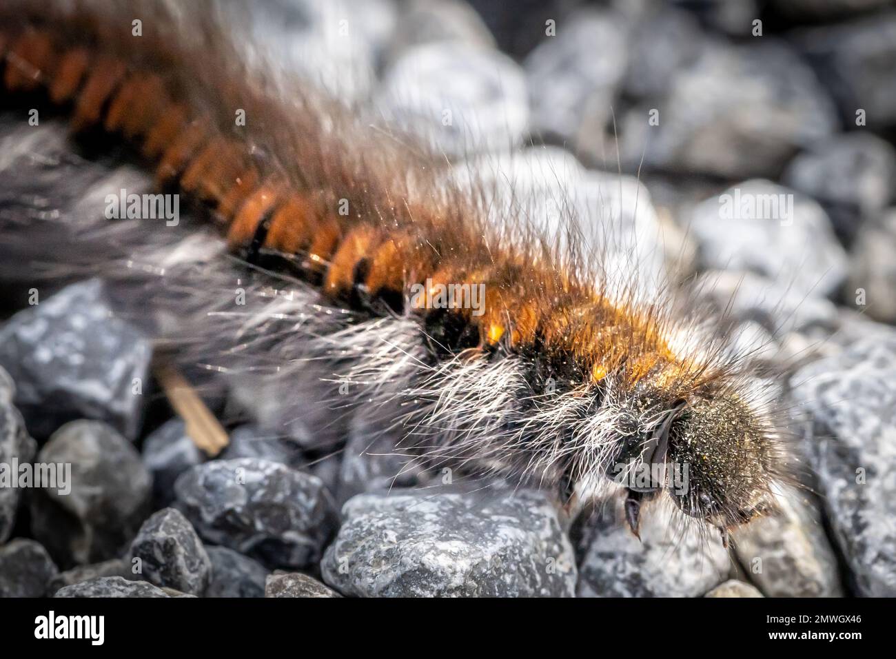 Cylindrical body hi-res stock photography and images - Alamy