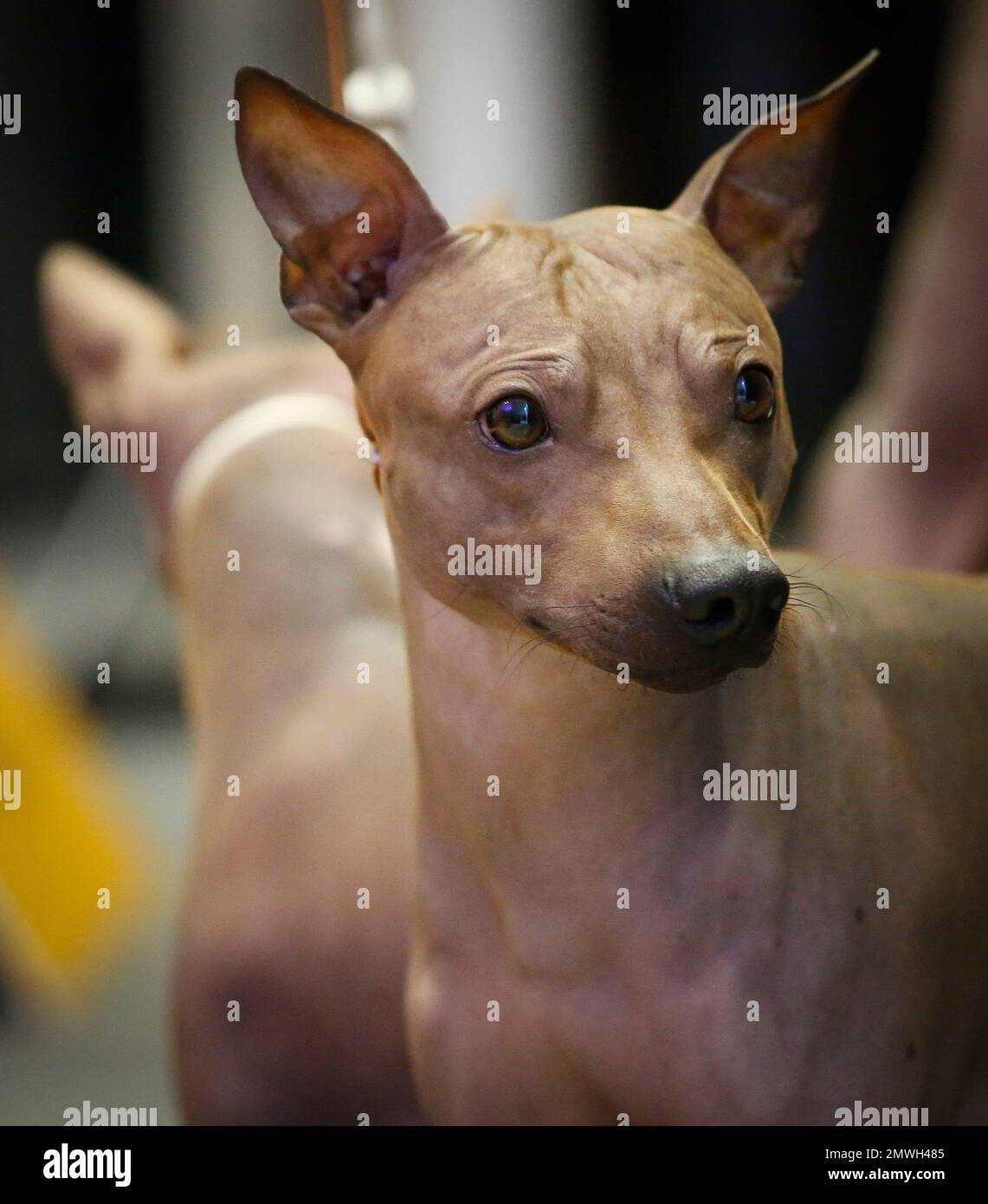 Rodney, 7, an American Hairless Terrier breed owned by Virginia's Sue ...
