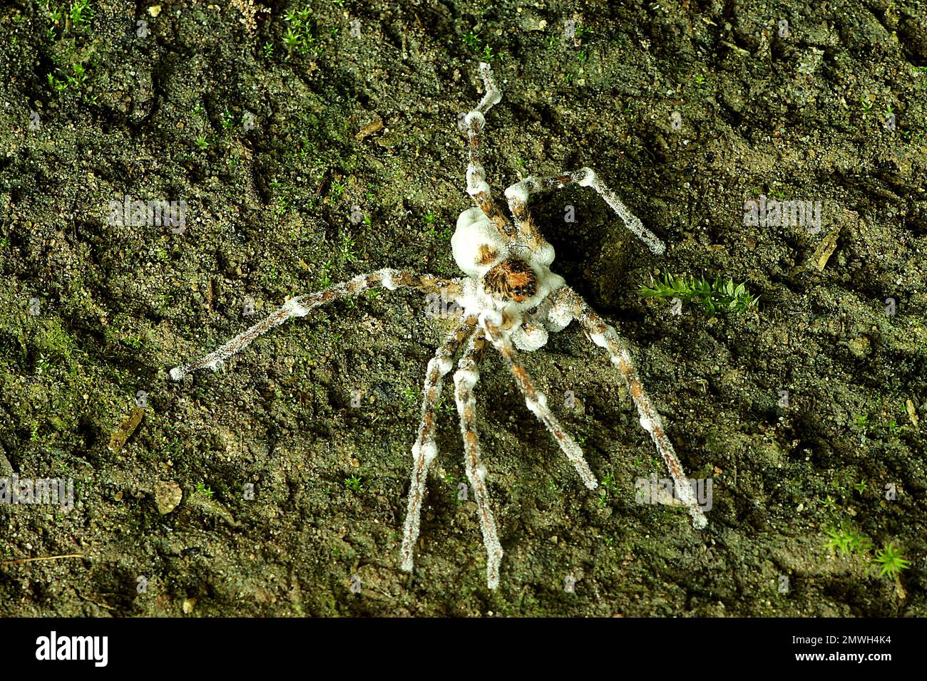 Scuttling spider hi-res stock photography and images - Alamy