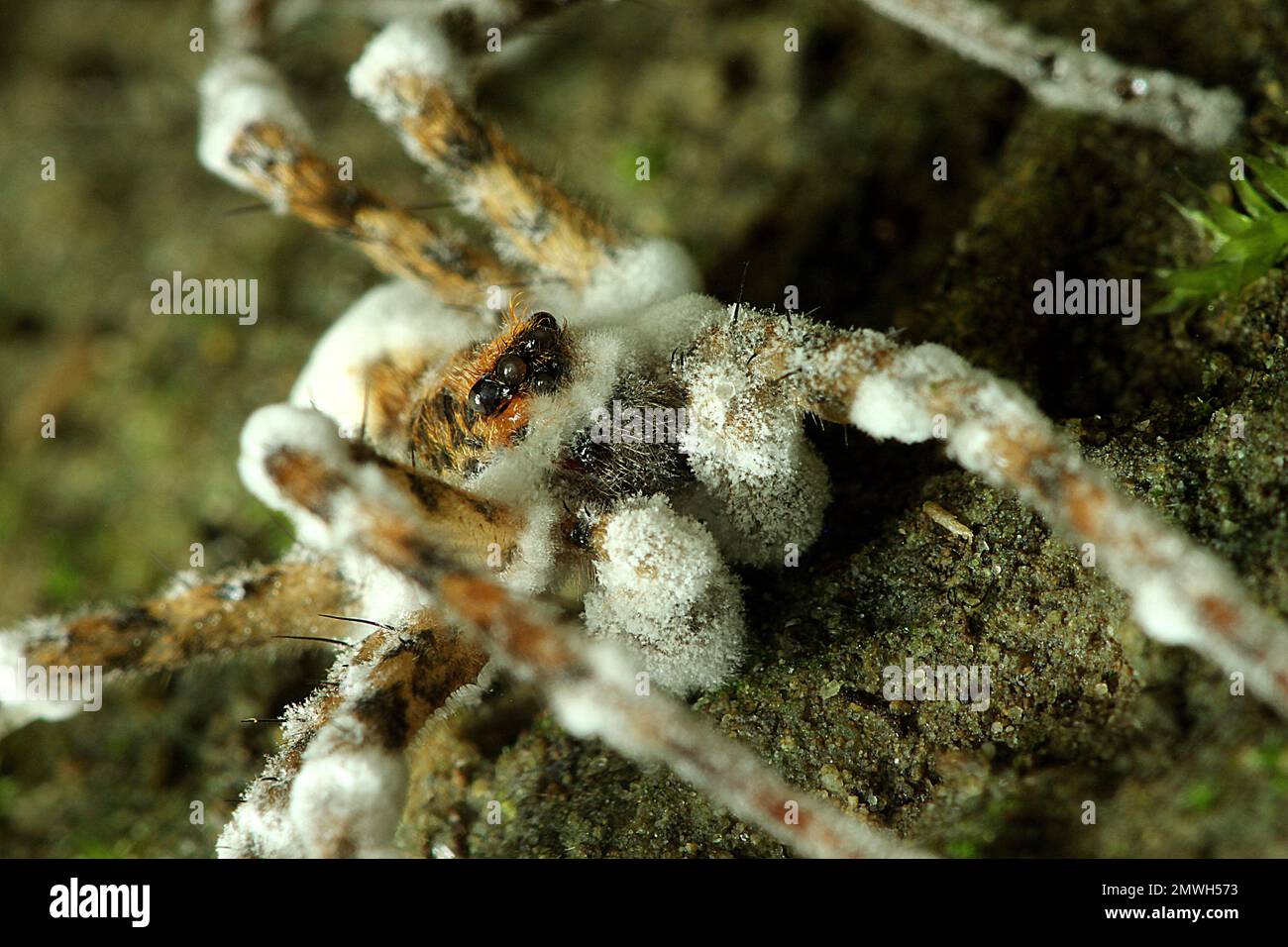 Zombie Tarantula Fungus