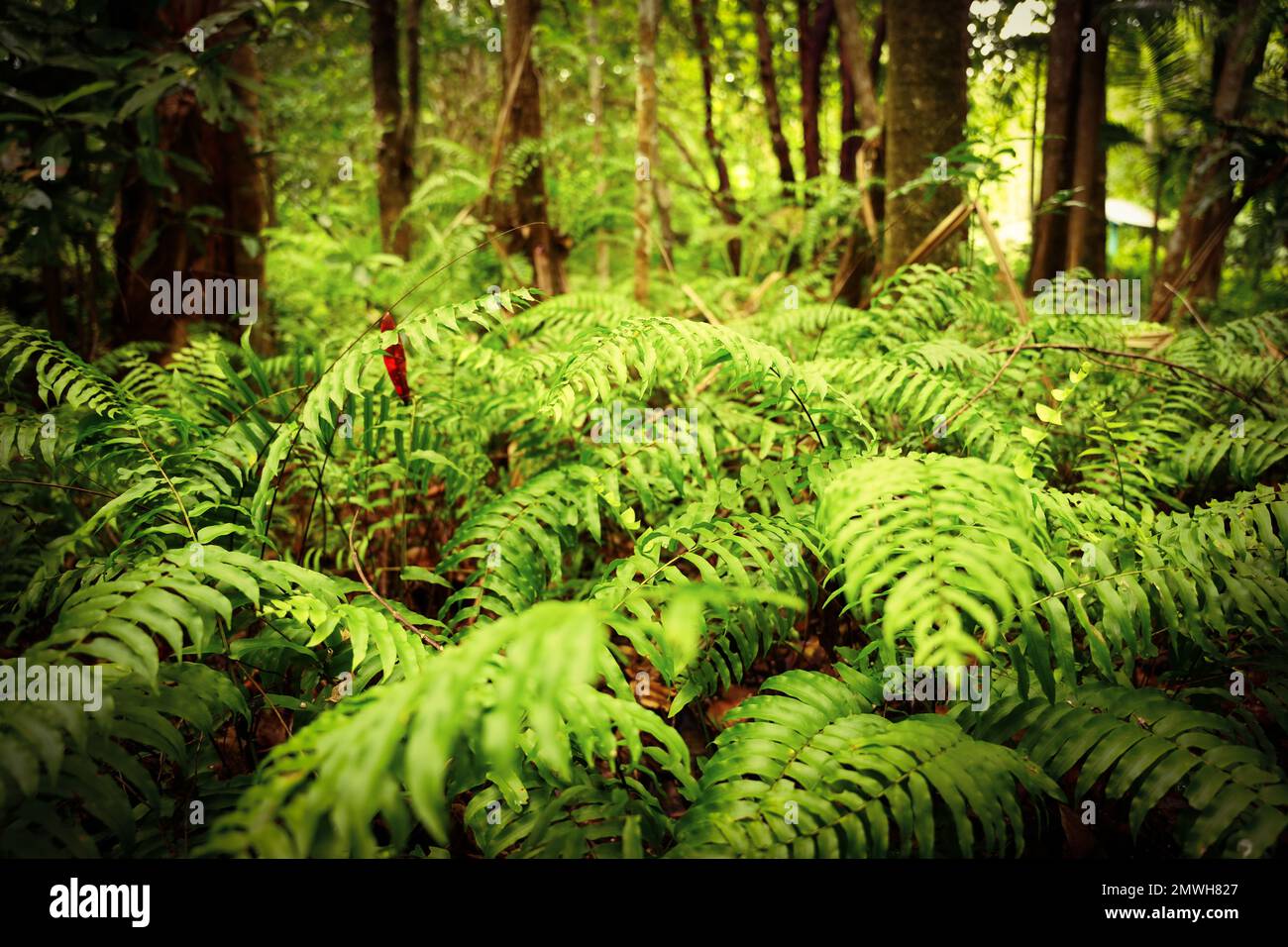 A beautiful nature scene of the green Fern leaves in the forest ...