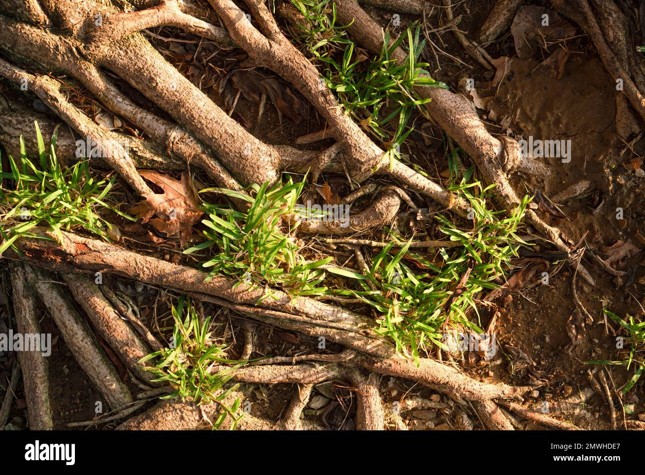 Textured background of brown exotic tree roots and green grass, top ...