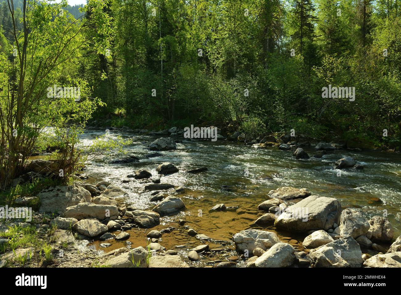 A shallow small river flowing in a rocky bed through the morning forest ...