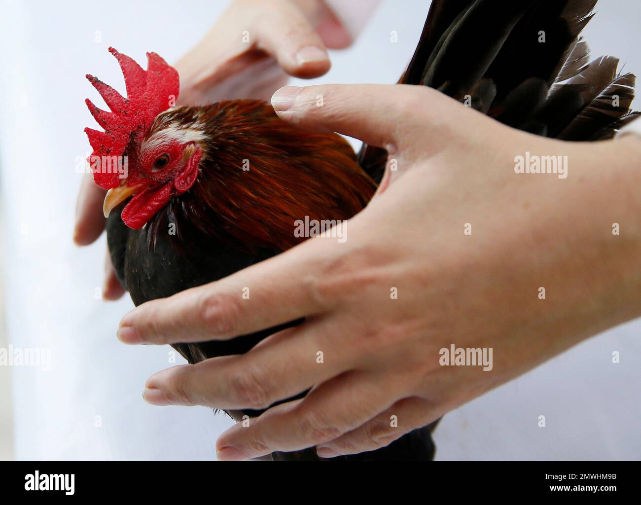 Manny Tangco, owner of Malabon Zoo, holds a full-grown but very small ...