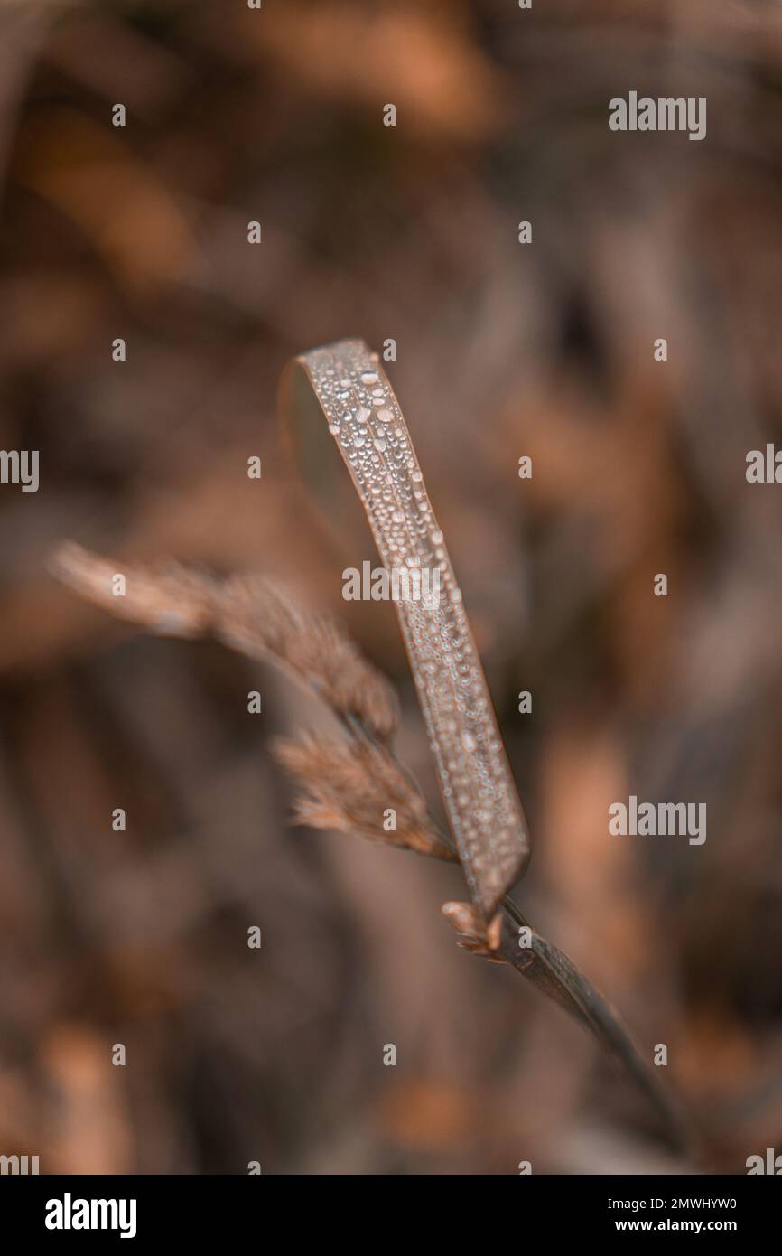 A shallow focus shot of water dews on a withering grass blade after a ...