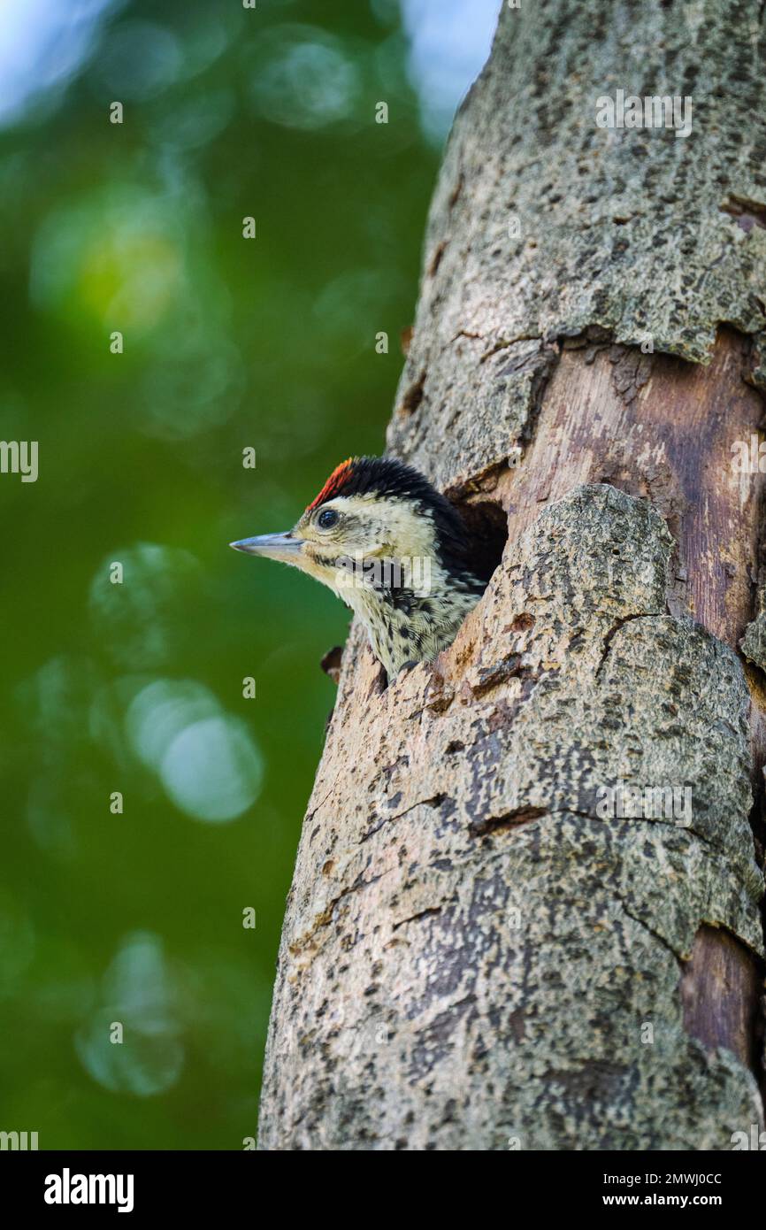 Small woodpeckers in a park in Ho Chi Minh City, Vietnam Stock Photo ...