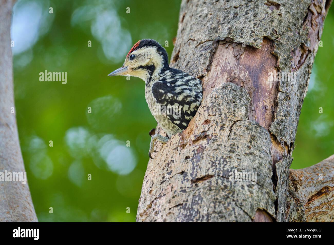 Small woodpeckers in a park in Ho Chi Minh City, Vietnam Stock Photo ...