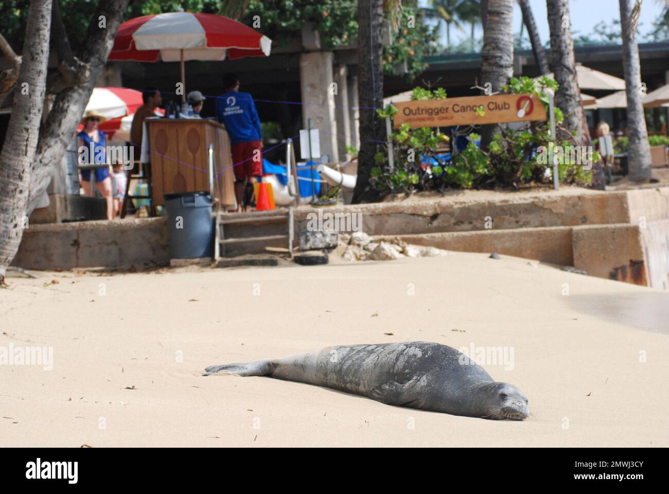 FILE - This Sept. 15, 2016 file photo shows a Hawaiian monk seal, an ...